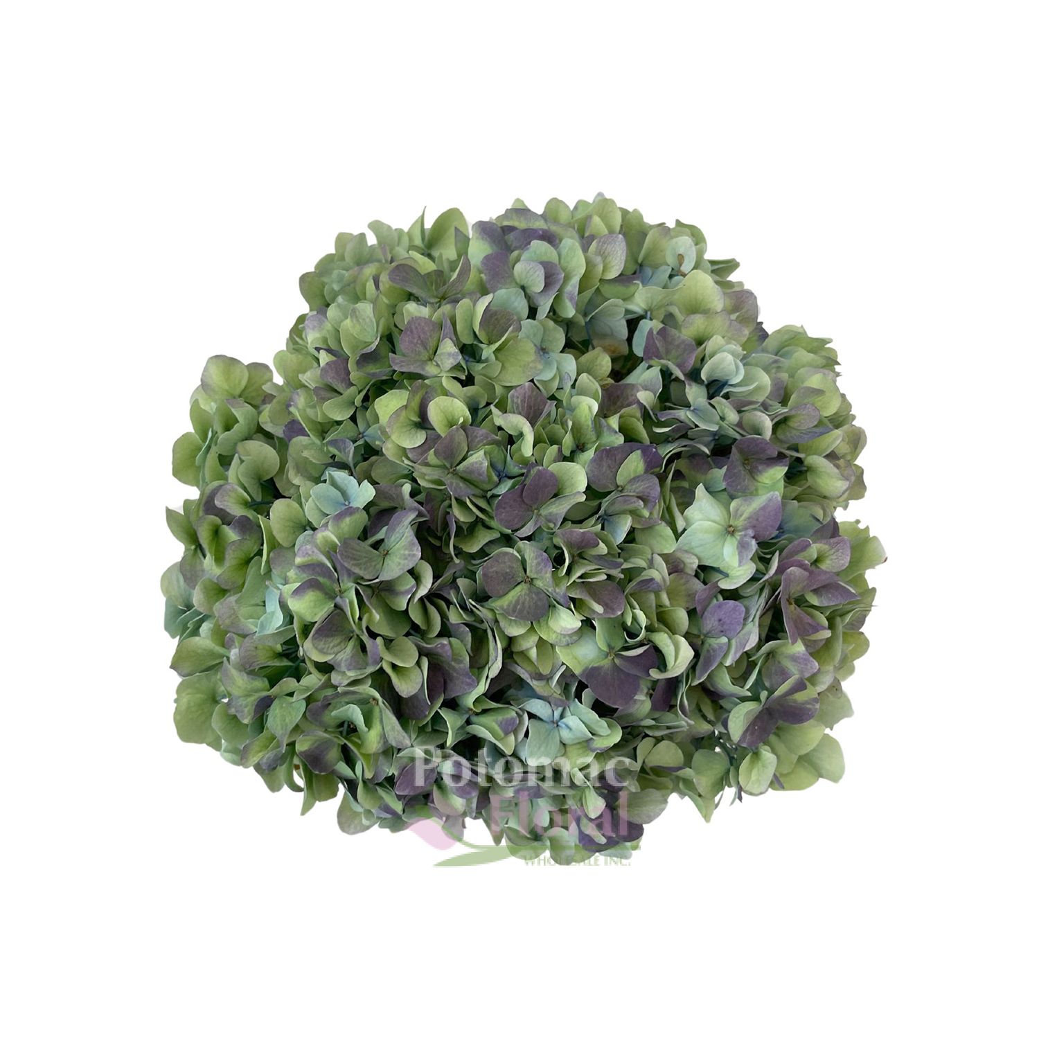 Hydrangea Antique Blue - Green Jumbo Hulk, Sold by The Stem - Potomac ...