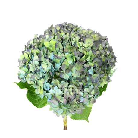 Hydrangea Antique Blue - Green Jumbo Hulk, Sold by The Stem - Potomac ...