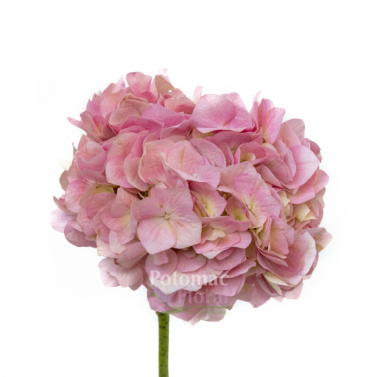 Hydrangea Bicolor Pinky-Peach, Extra Grade - Potomac Floral Wholesale