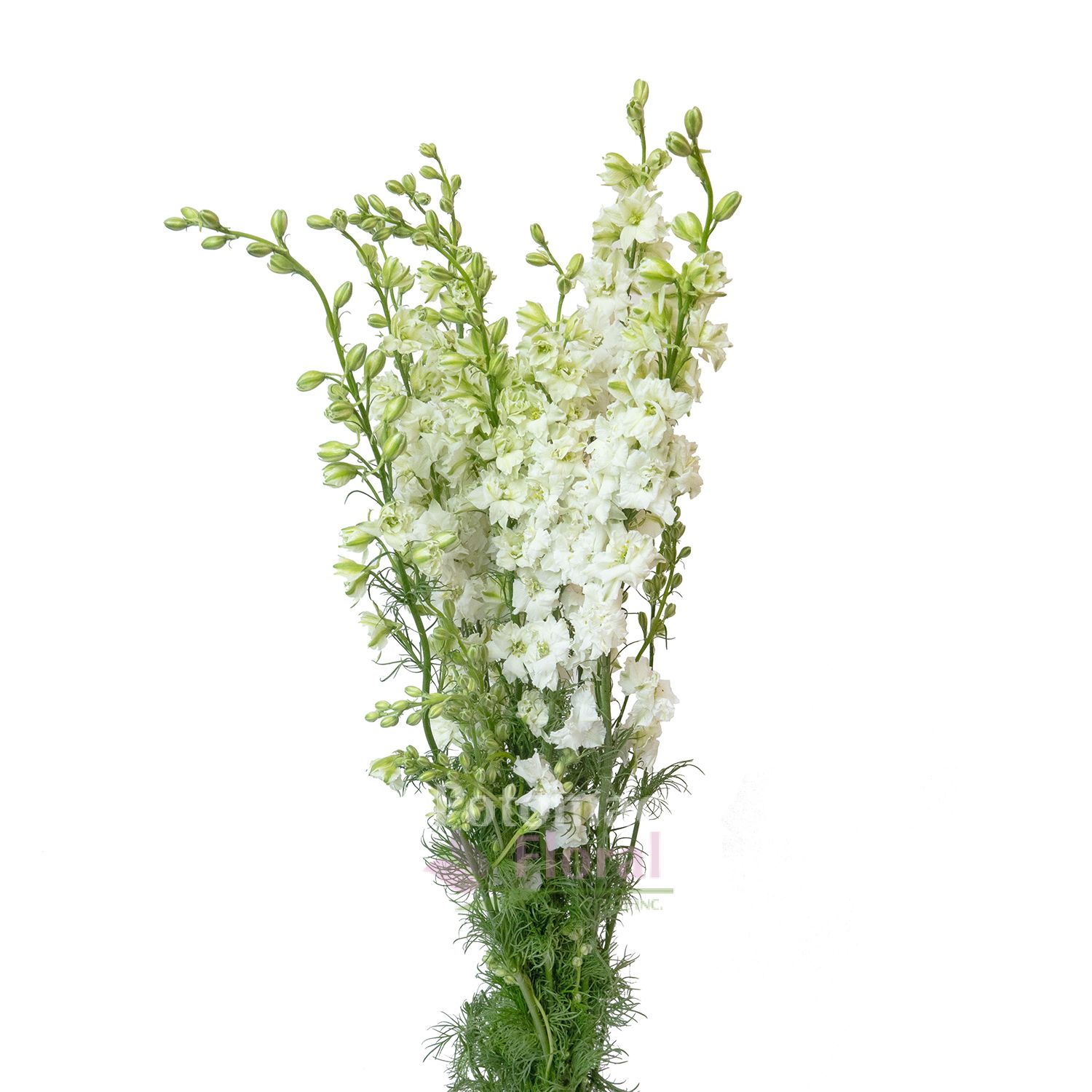 Larkspur White - Potomac Floral Wholesale