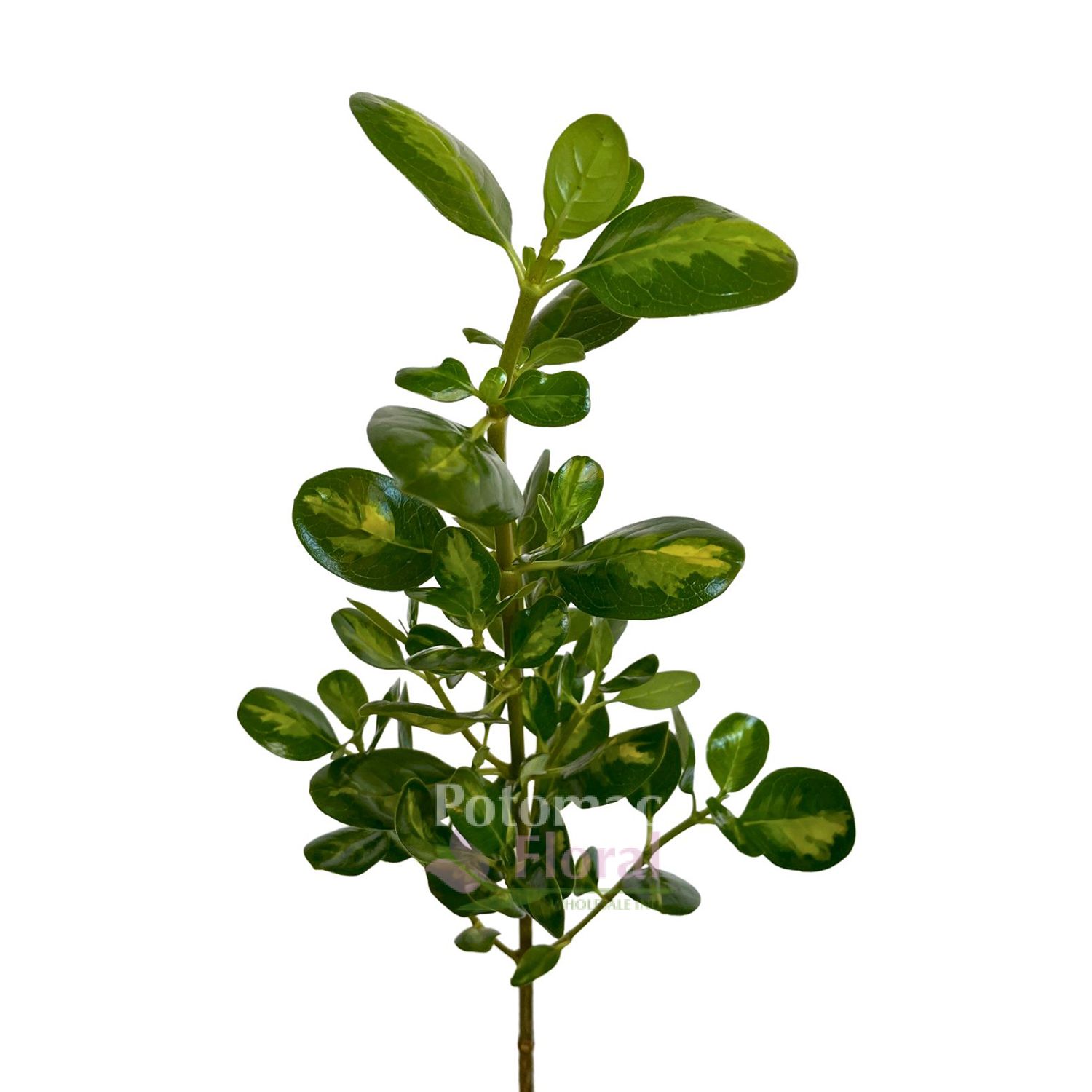 Variegated Shiny Pitt - Brillantina, 60cm - Potomac Floral Wholesale