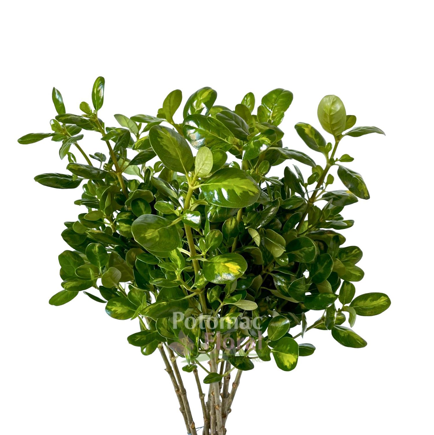 Variegated Shiny Pitt - Brillantina, 60cm - Potomac Floral Wholesale