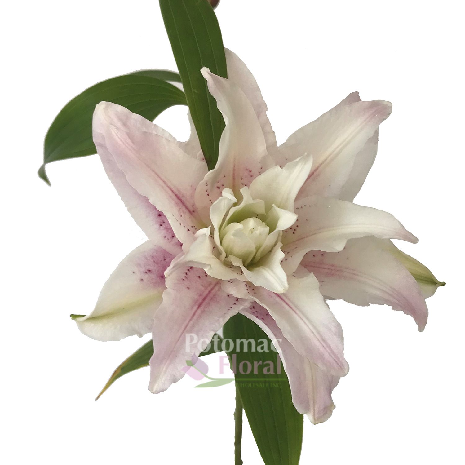 Lily Oriental Pink Double Blooms, 2-4 Blooms - Potomac Floral Wholesale