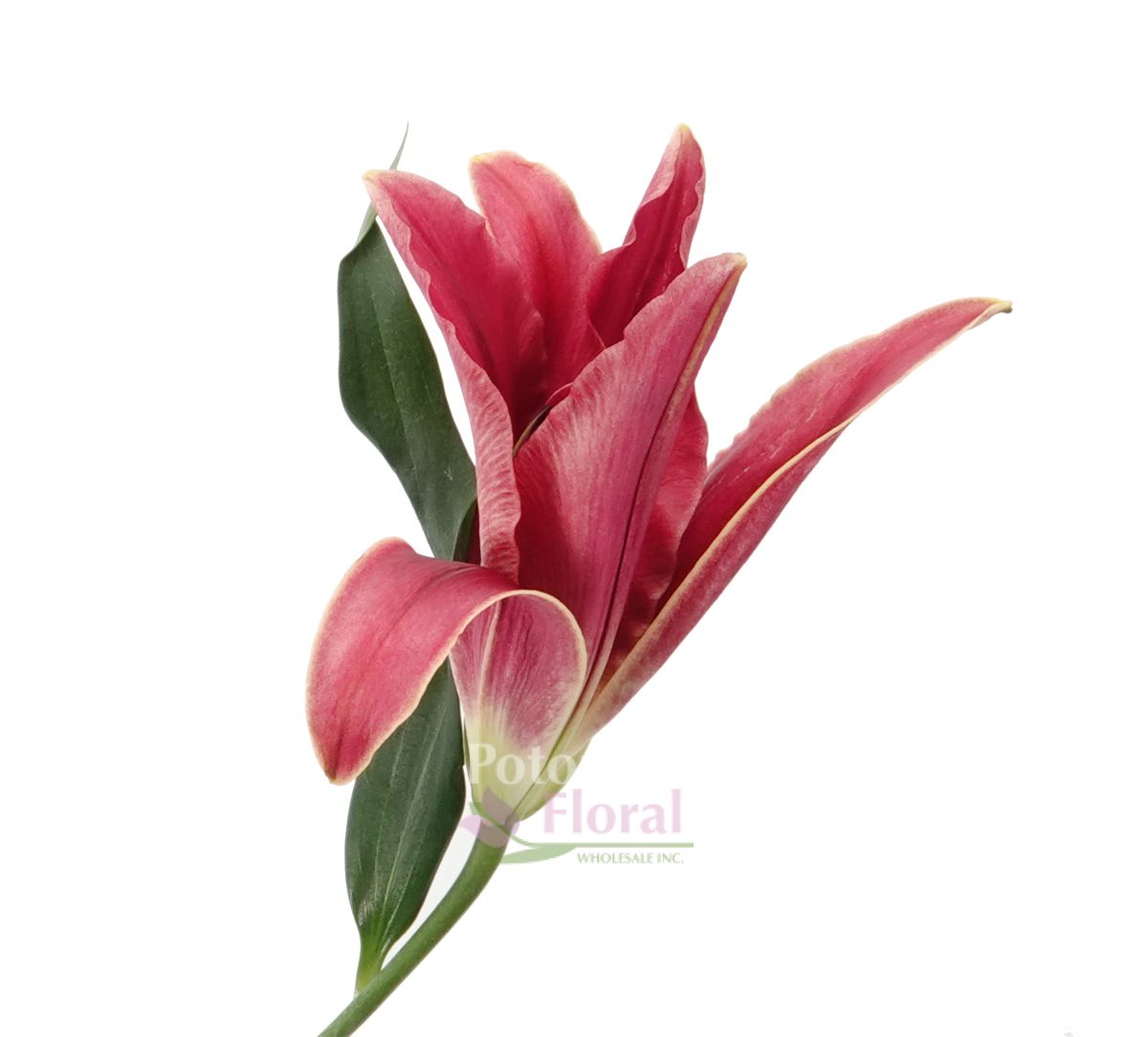 Lily Oriental Tarrango Hot Pink, 2-3 Blooms - Potomac Floral Wholesale