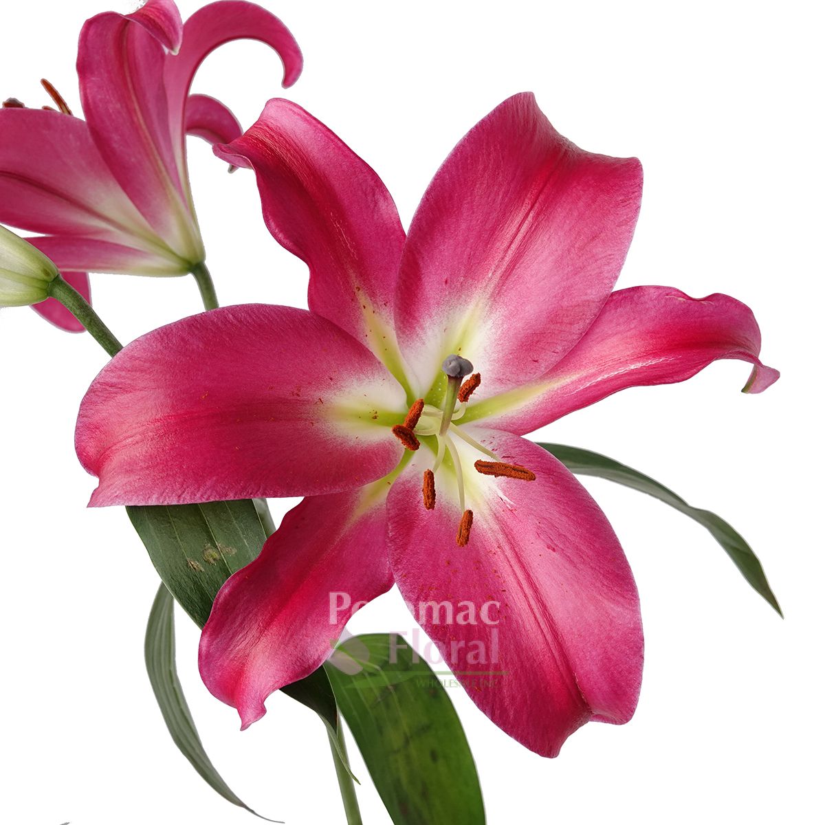 Lily Oriental Adelante,Tarrango,Profundo Hot Pink, 3 - 5 Blooms ...