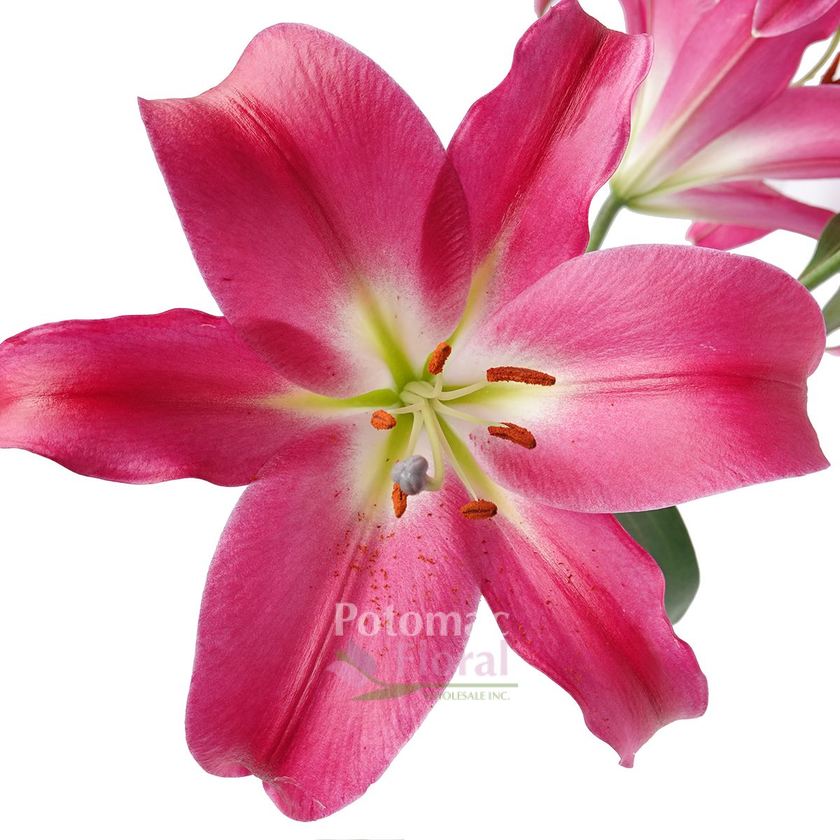 Lily Oriental Adelante,Tarrango,Profundo Hot Pink, 3 - 5 Blooms ...
