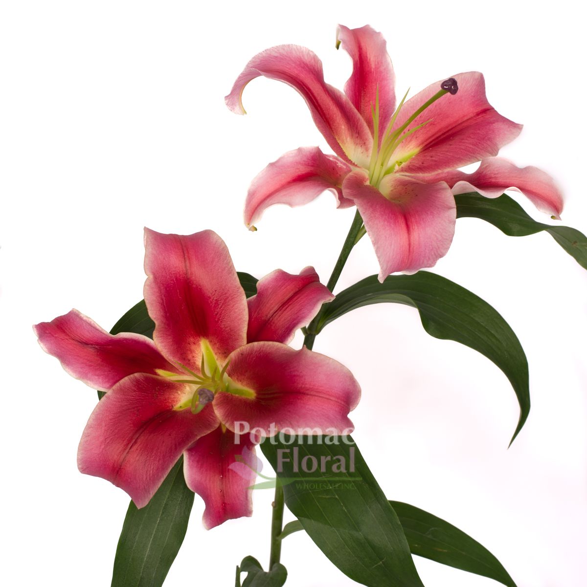 Lily Oriental Adelante,Tarrango,Profundo Hot Pink, 3 - 5 Blooms ...