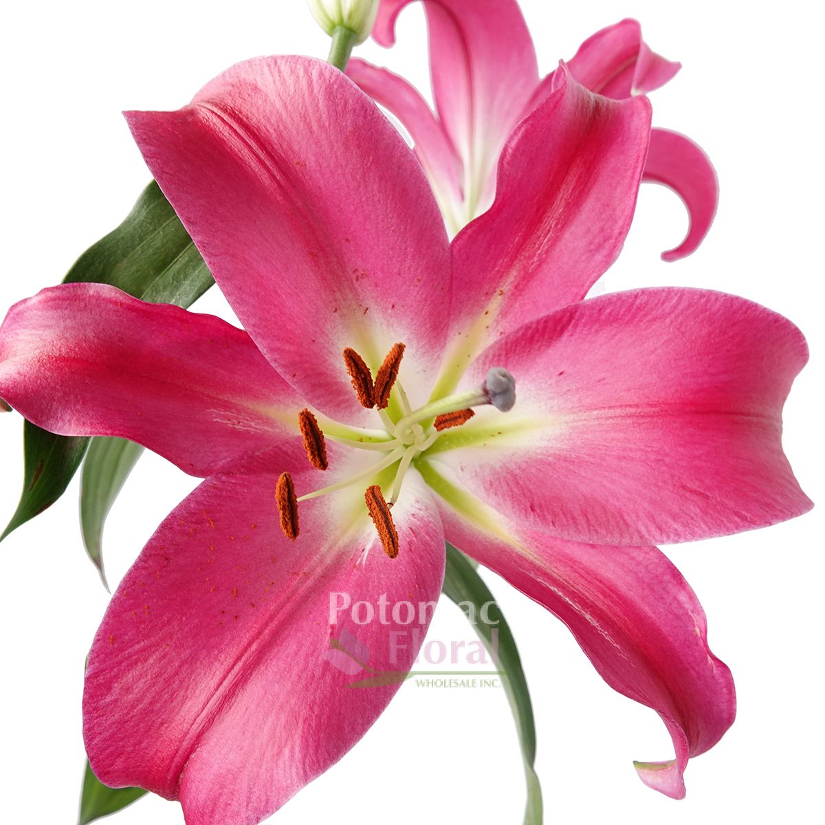 Lily Oriental Adelante,Tarrango,Profundo Hot Pink, 3 - 5 Blooms ...