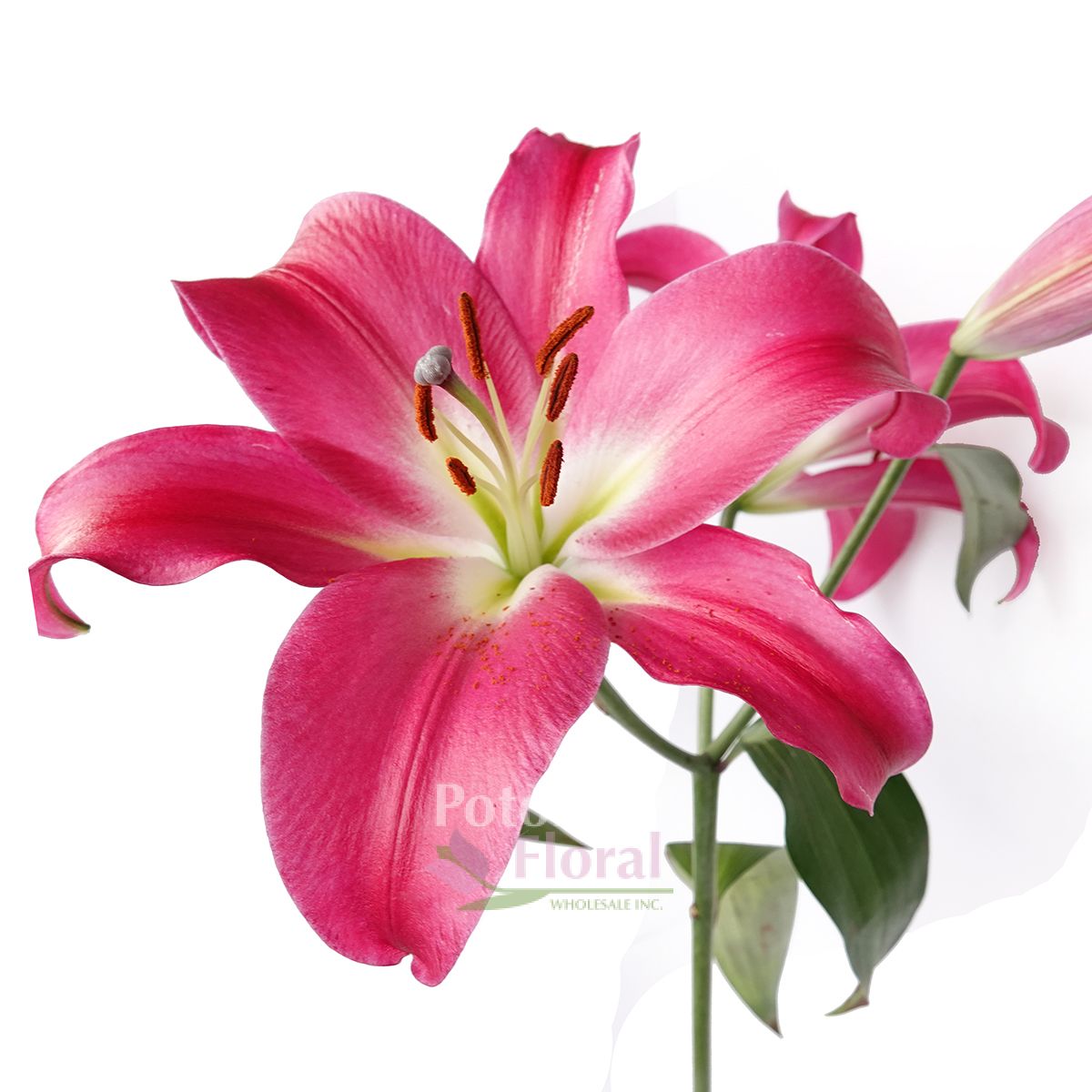 Lily Oriental Adelante,Tarrango,Profundo Hot Pink, 3 - 5 Blooms ...