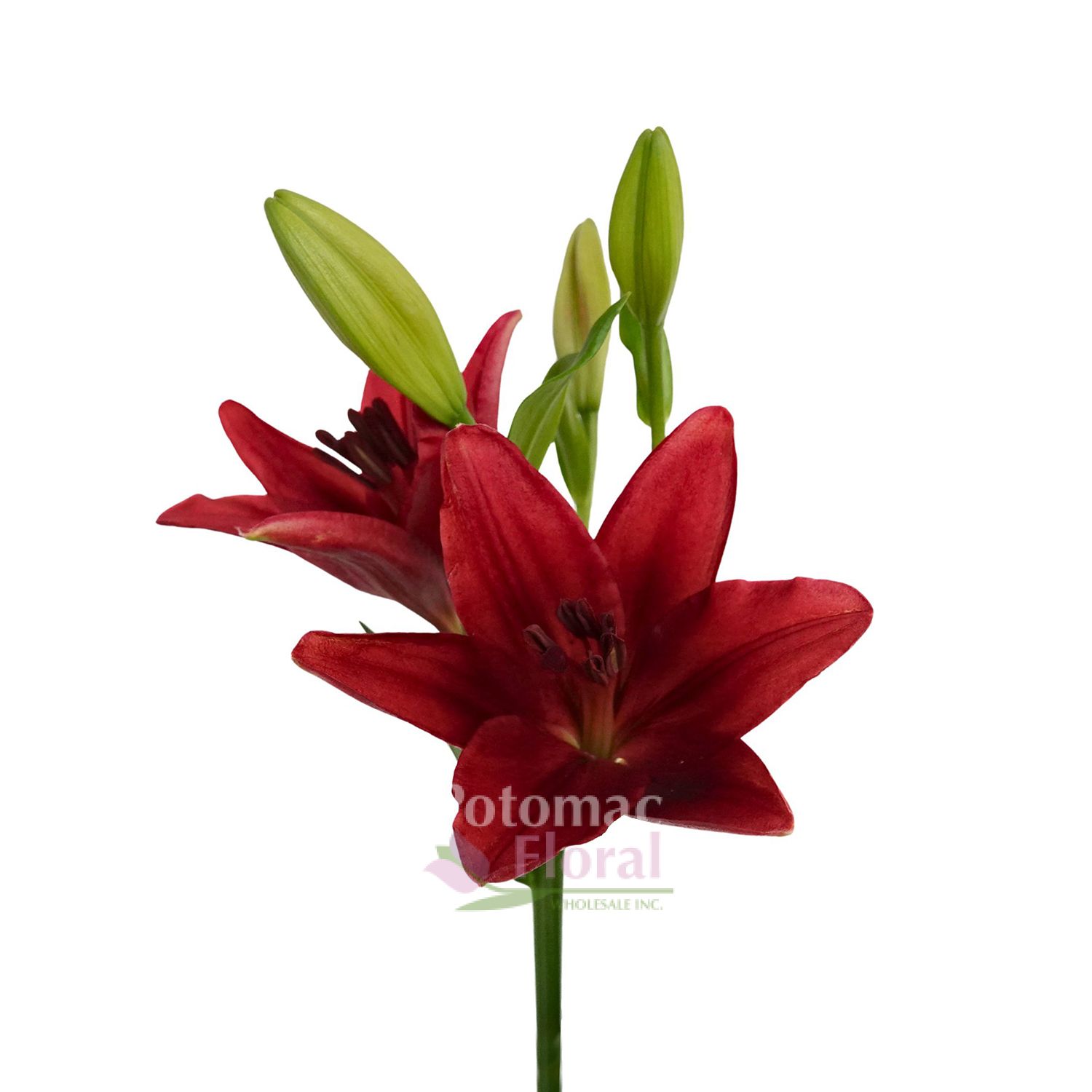 Lily LA Hybrid Red, 3 - 5 Blooms - Potomac Floral Wholesale