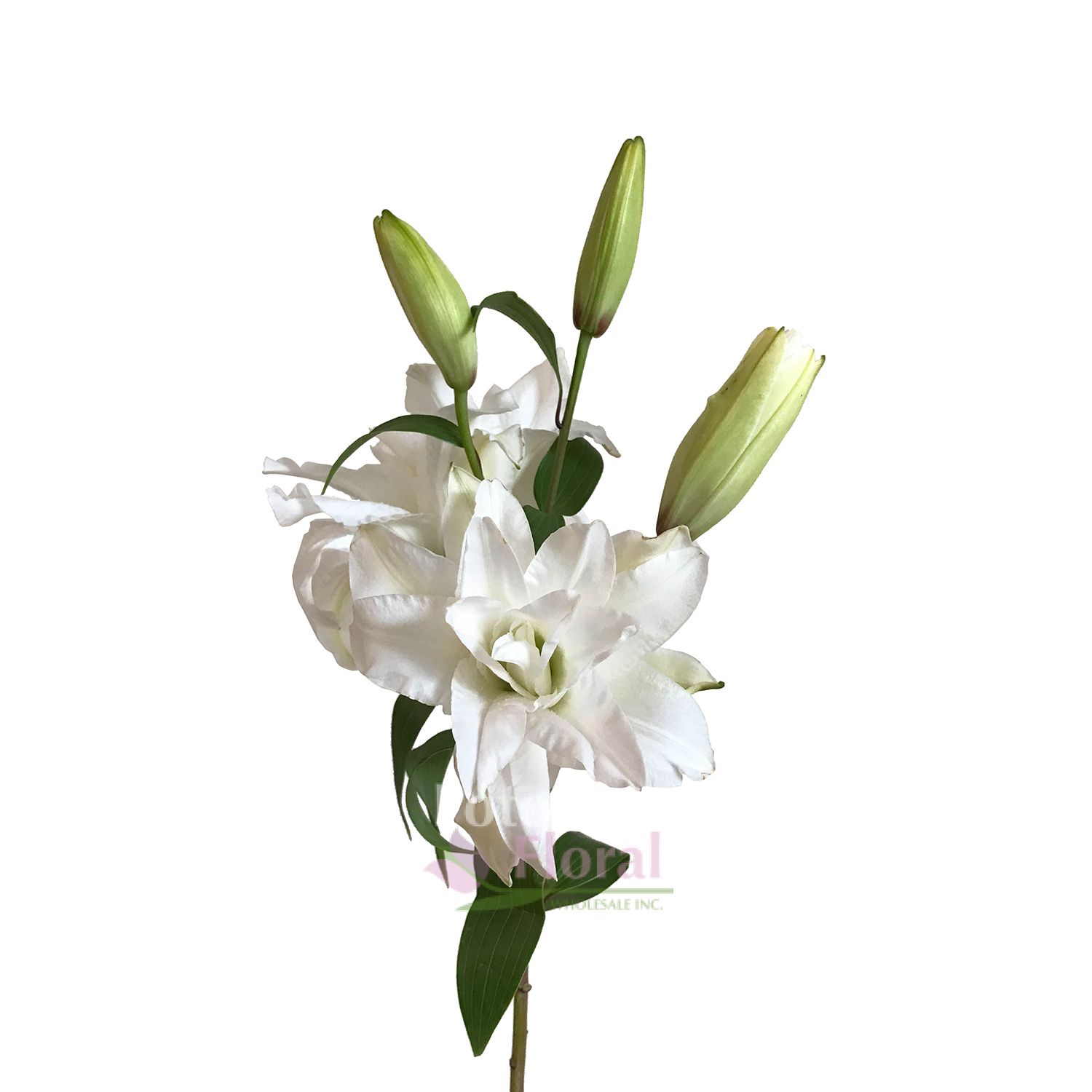 Lily Oriental Double Bloom White, 2 - 4 Blooms - Potomac Floral Wholesale