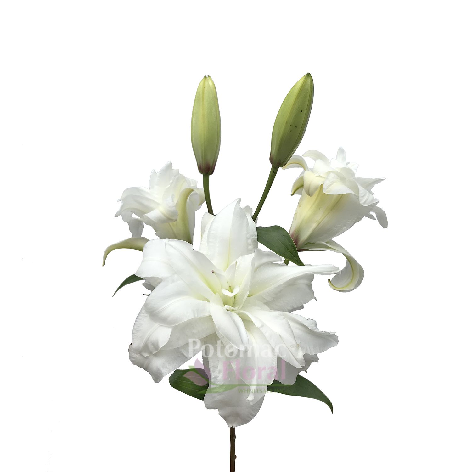 Lily Oriental Double Bloom White, 2 - 4 Blooms - Potomac Floral Wholesale