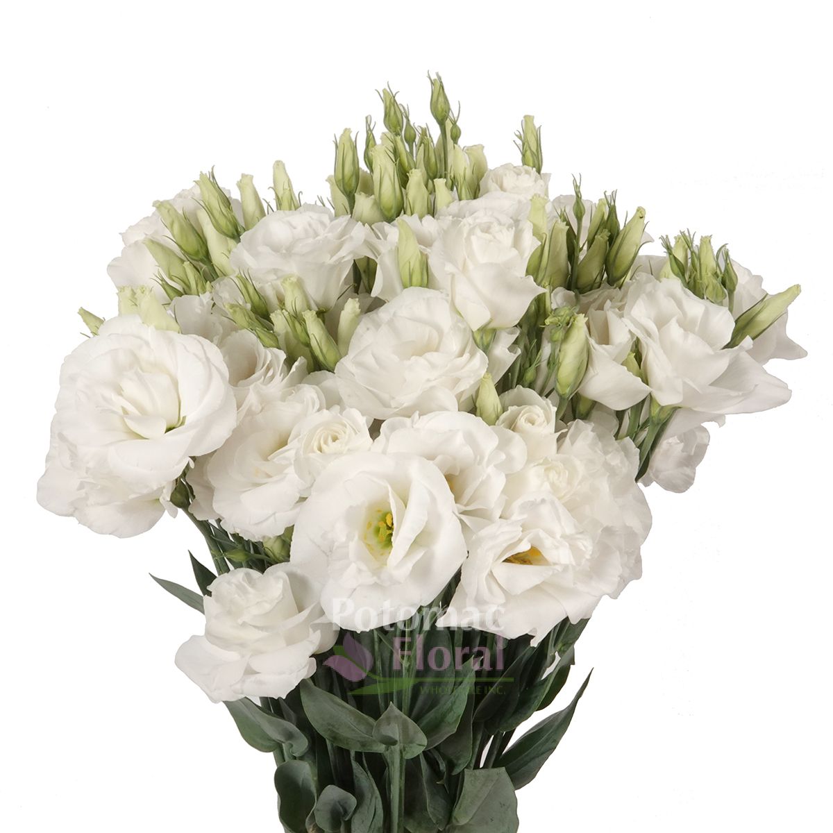 Lisianthus White 60cm, 24 inches - Potomac Floral Wholesale