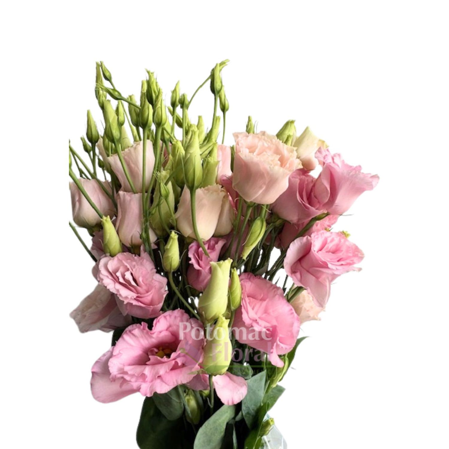 Lisianthus Light Pink/ Blush Pink - Potomac Floral Wholesale