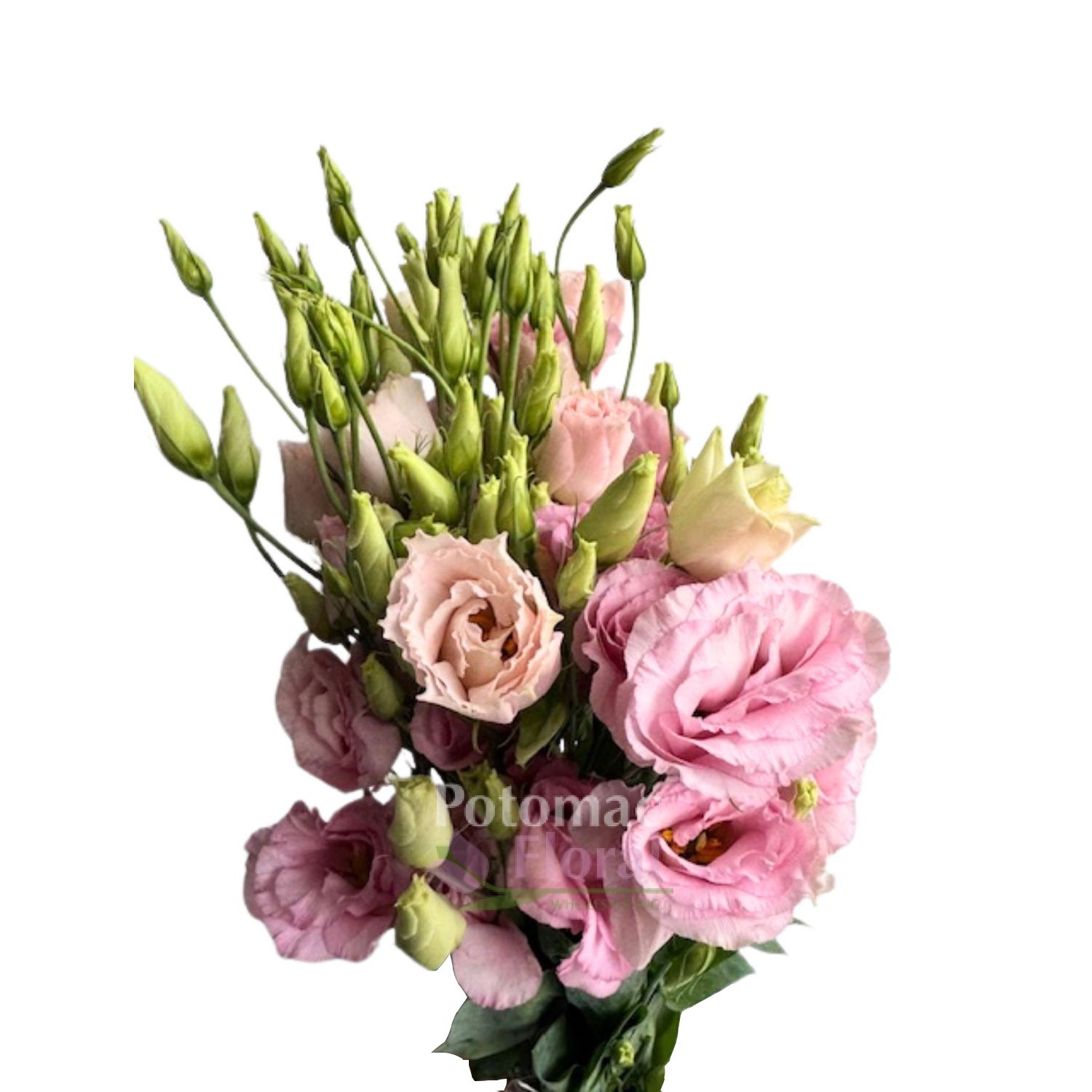 Lisianthus Light Pink/ Blush Pink - Potomac Floral Wholesale