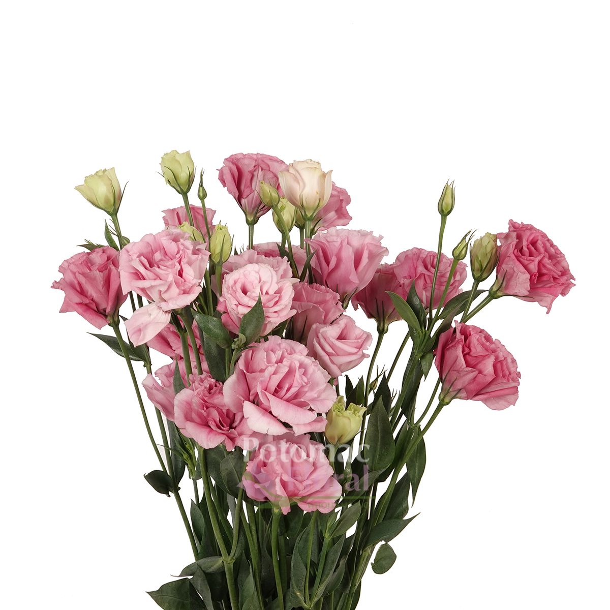 Lisianthus Pink Extra Mariachi - Potomac Floral Wholesale
