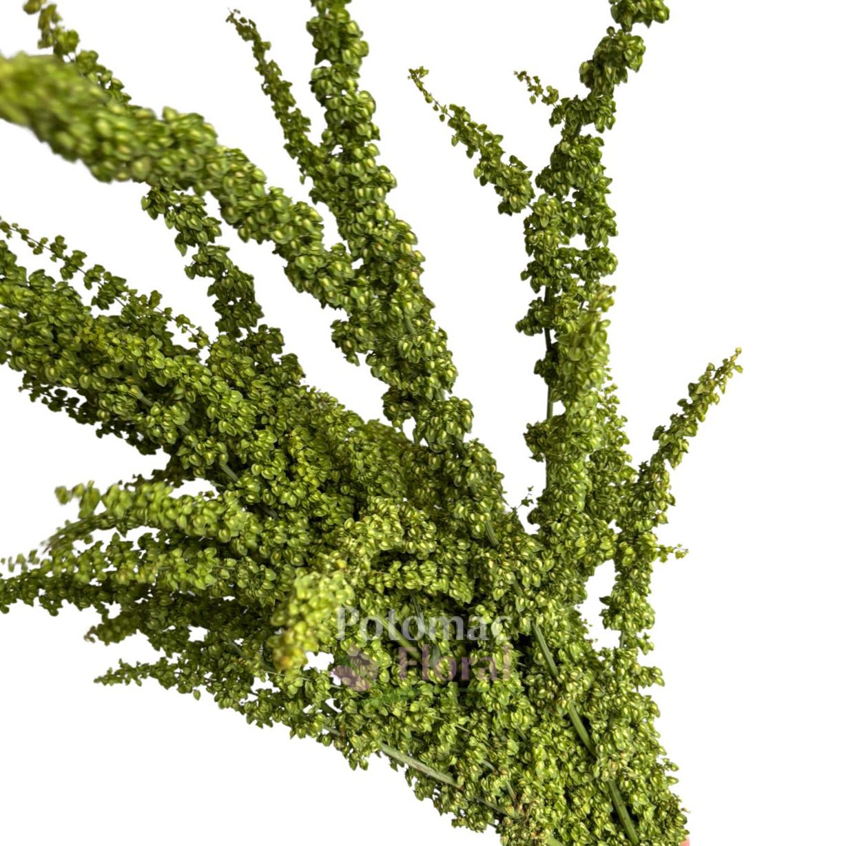Rumex (Atriplex Green) - Potomac Floral Wholesale