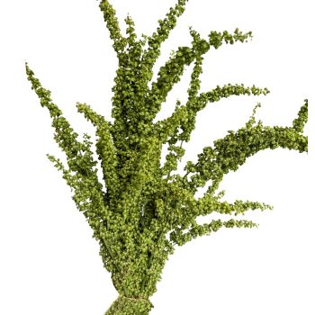 Rumex (Atriplex Green) - Potomac Floral Wholesale