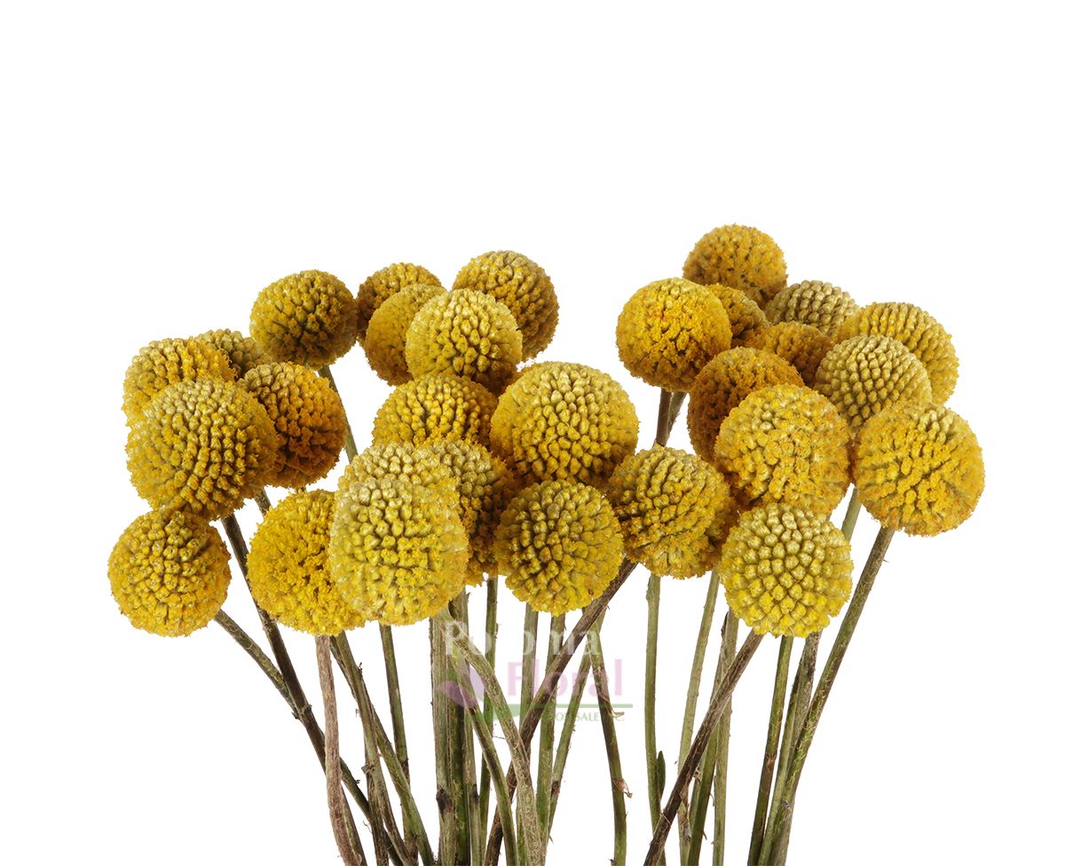 Billy Balls, Craspedia Yellow balls, 60 to 70 cm - Potomac Floral Wholesale