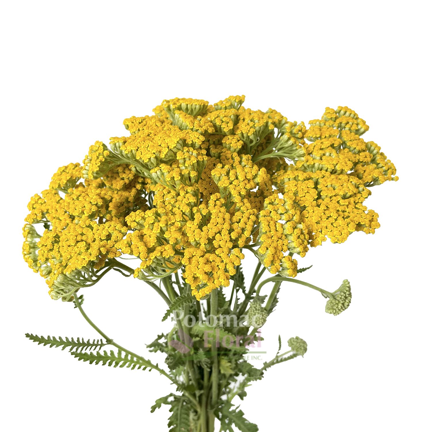 Hard Top Yarrow, Yellow - Potomac Floral Wholesale