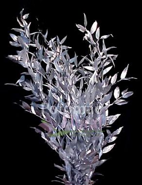 Italian Ruscus Metallic Silver 40 - 50 cm - Potomac Floral Wholesale