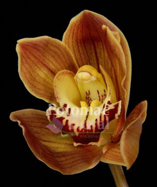 Mini Cymbidium Orchid Brown / Dark Orange - Potomac Floral Wholesale