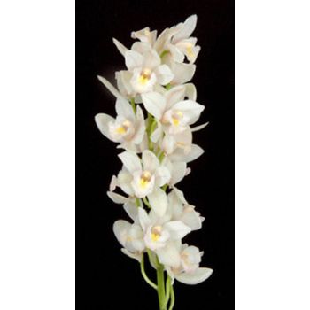 Mini Cymbidium White with Lighter Lip - Potomac Floral Wholesale