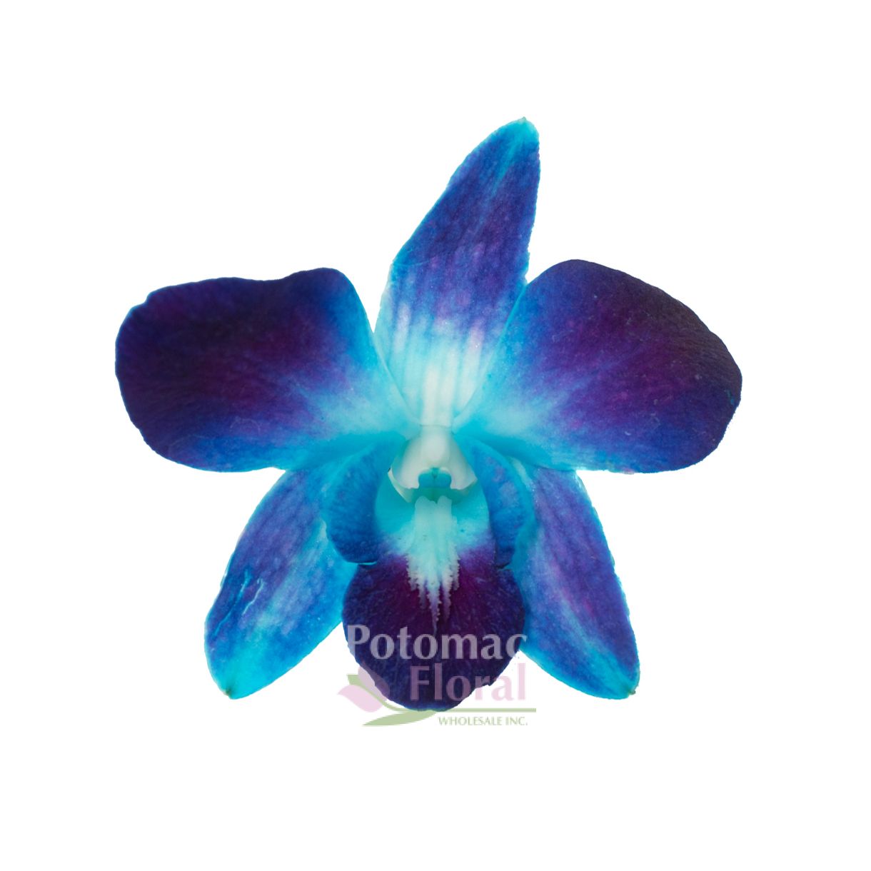 Dendrobium Orchid Tinted Blue - Potomac Floral Wholesale
