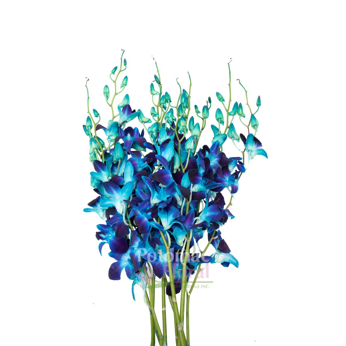 Dendrobium Orchid Tinted Blue - Potomac Floral Wholesale