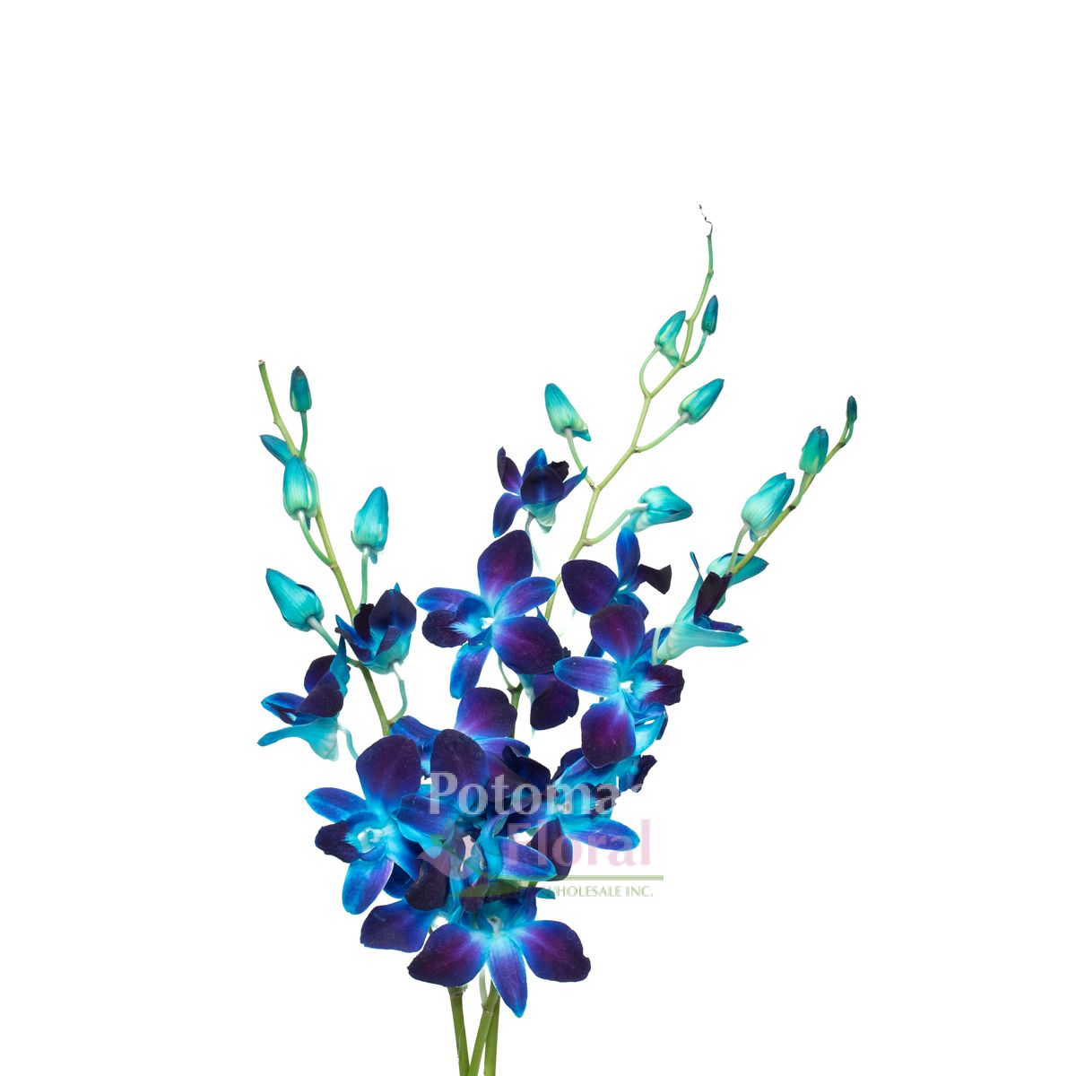 Dendrobium Orchid Tinted Blue - Potomac Floral Wholesale