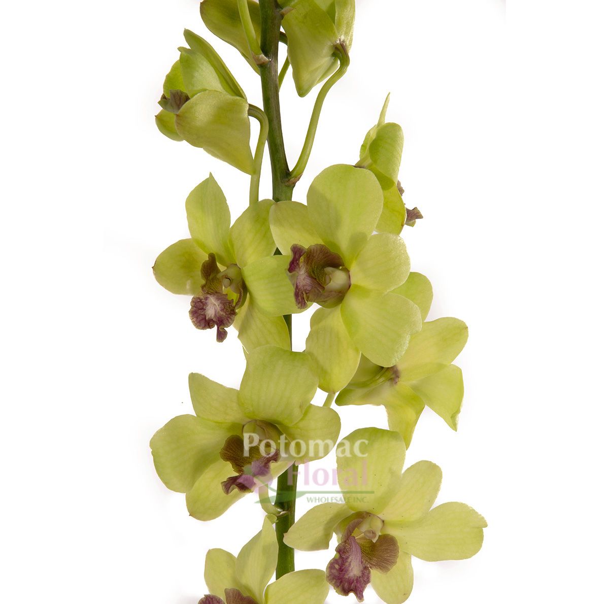 Dendrobium Orchid Green With Burgundy Lip - Potomac Floral Wholesale