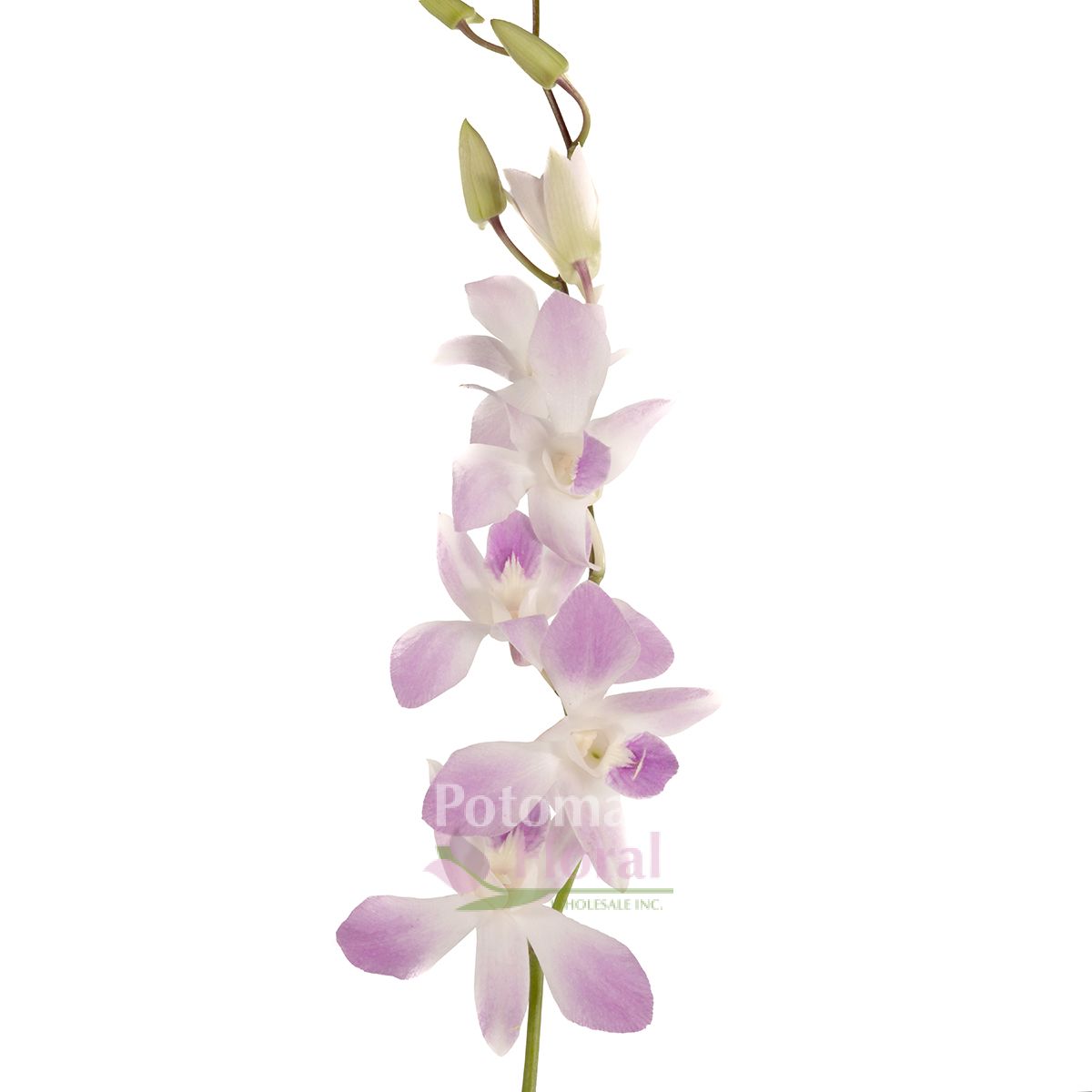 Dendrobium Orchid Lavender - Potomac Floral Wholesale