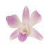 Dendrobium Orchid Lavender - Potomac Floral Wholesale