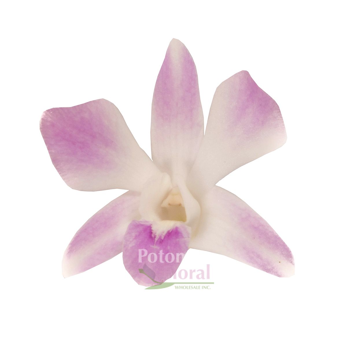 Dendrobium Orchid Lavender - Potomac Floral Wholesale