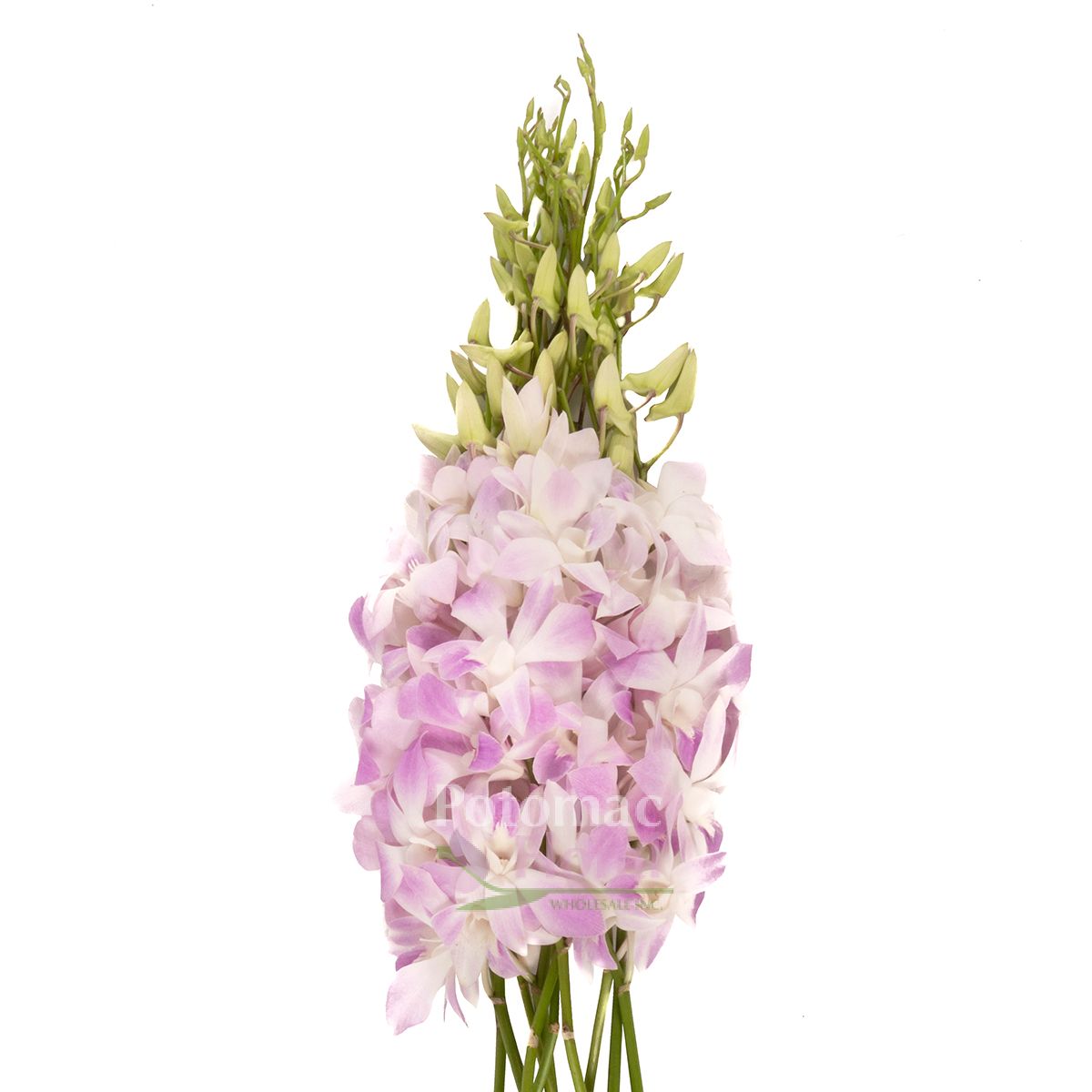 Dendrobium Orchid Lavender - Potomac Floral Wholesale