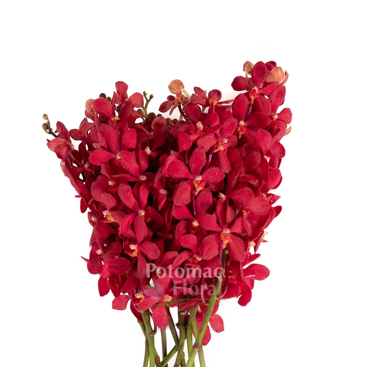 Mokara Orchid Red - Potomac Floral Wholesale
