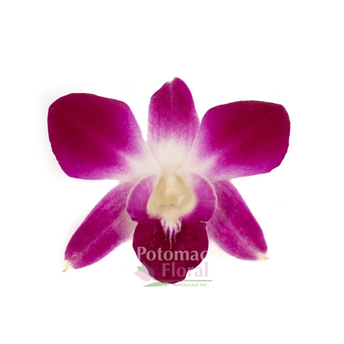 Dendrobium Bom Variegated - Potomac Floral Wholesale