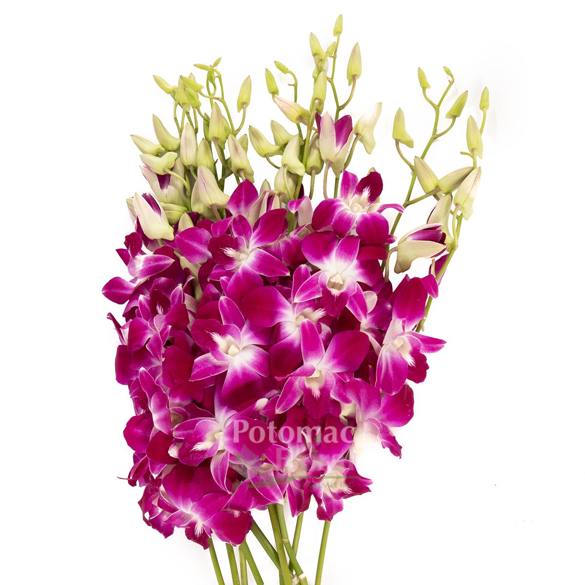 Dendrobium Bom Variegated - Potomac Floral Wholesale