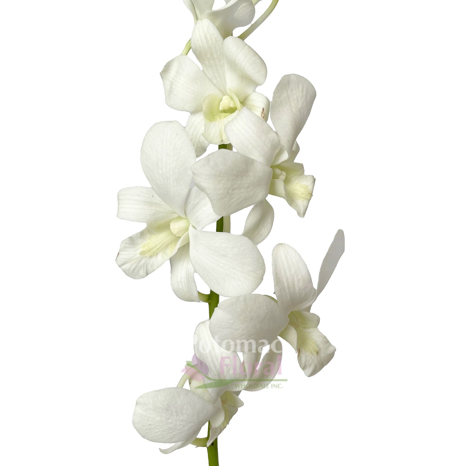 Dendrobium Orchid White Thai, Super Extra Long 60cm - Potomac Floral ...