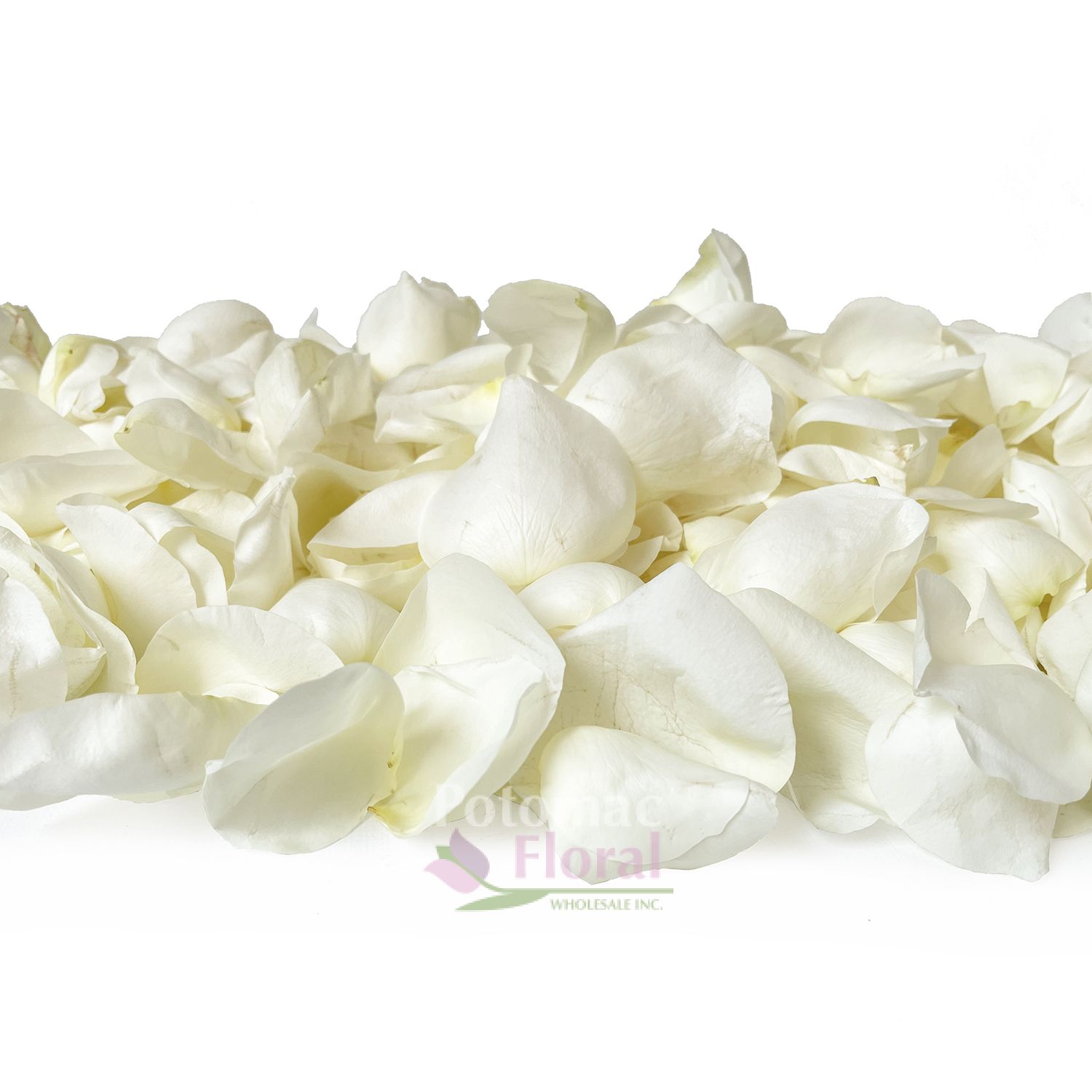 Rose Petals White - 200 Gram Bag - Potomac Floral Wholesale