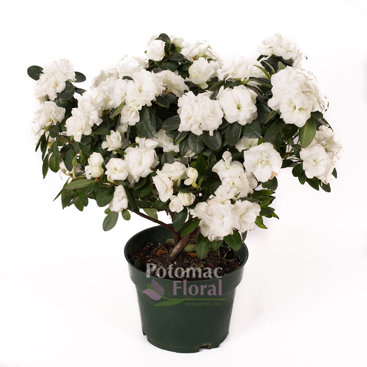 Azalea Plant, White - 6" Pot - Potomac Floral Wholesale