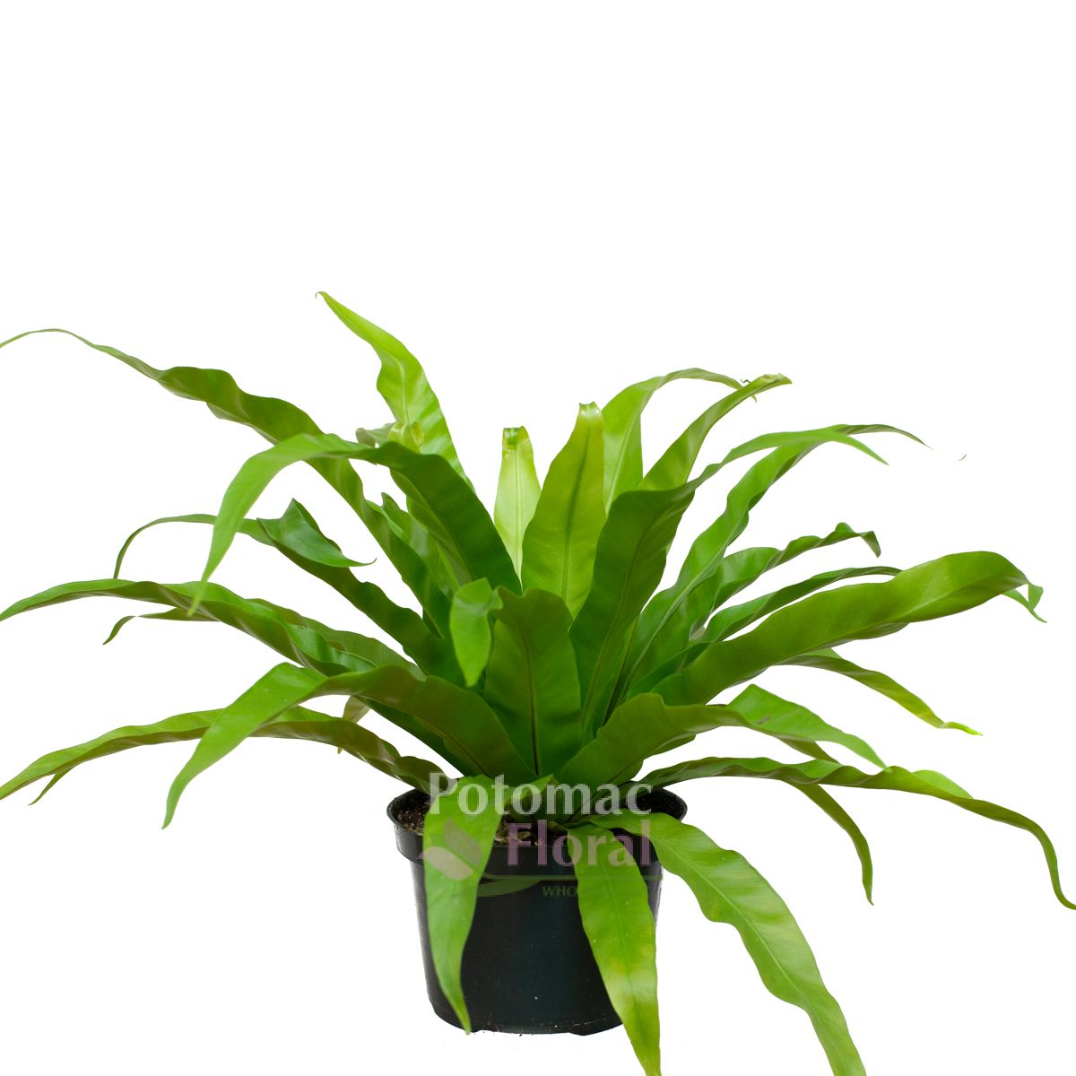 Bird Nest Fern 6" Pot - Potomac Floral Wholesale