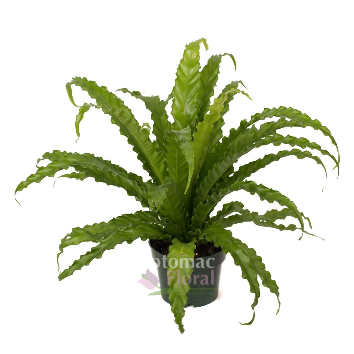 Bird Nest Fern 6" Pot - Potomac Floral Wholesale