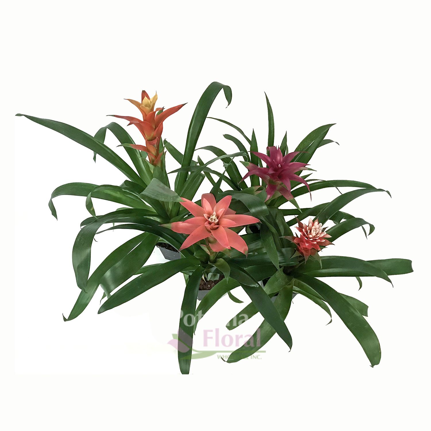 Bromeliad Guzmania - Assorted Colors, 6" Pot - Potomac Floral Wholesale