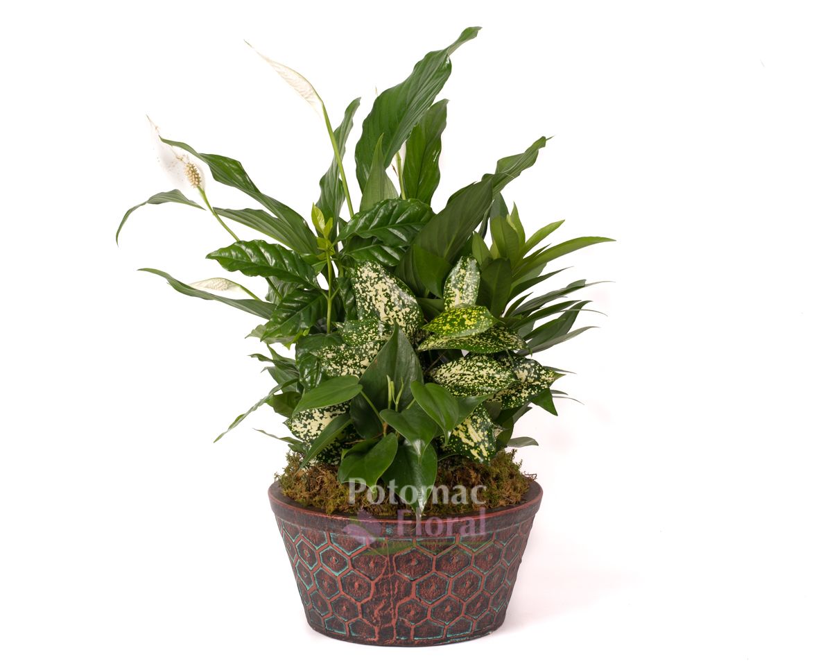 8" Porcelain Dish Garden - Potomac Floral Wholesale