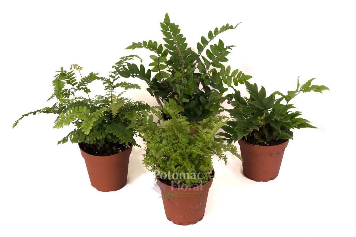 Ferns Assorted, 2" Pot Minimum purchase 45 pots - Potomac Floral Wholesale