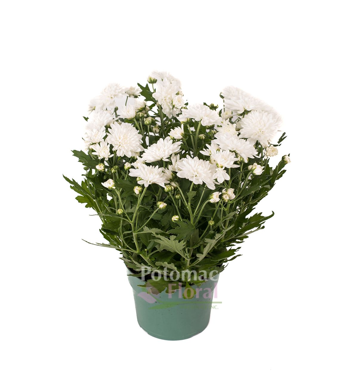 Mum Plant, Cushion, White - 6" Pot - Potomac Floral Wholesale