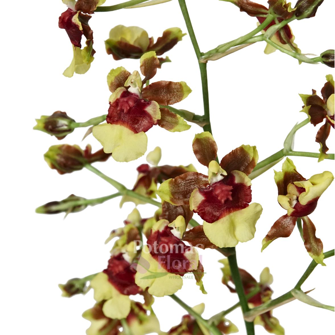 Oncidium Orchid Plant Assorted Colors, 5"- 6" Pot - Potomac Floral ...