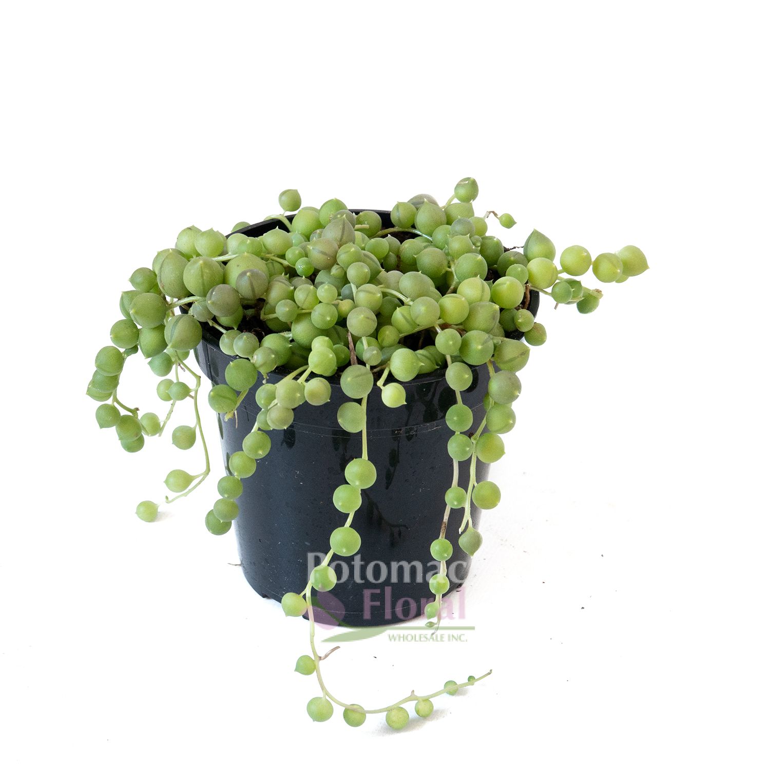 String of Pearl Plant 4" Pot - Potomac Floral Wholesale