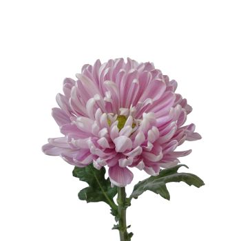 Cremon Lavender - Potomac Floral Wholesale